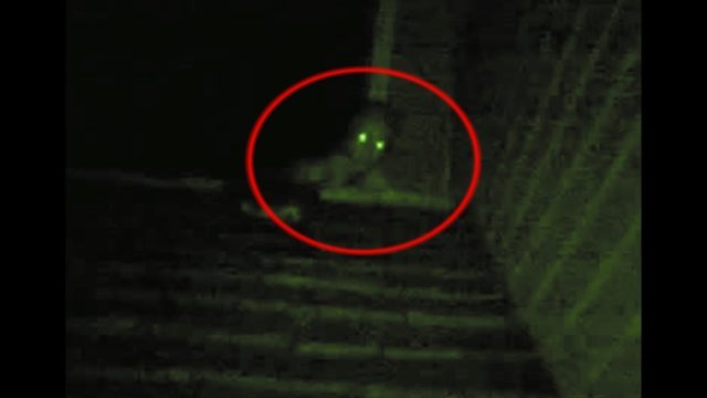 The Rake, secretos y curiosidades